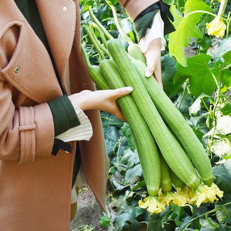 M&A PHC (40 seeds) Luffa Gourd Vegetable Seeds Long Ridged Patola Luffa ...