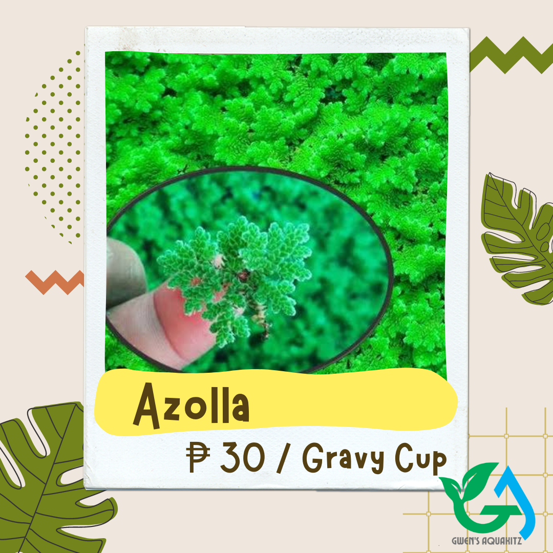 Red Root / Azolla / Duckweed / Mini Watter Lettuce [Floating Plants ...
