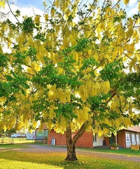 Golden Shower Tree Seeds: Buy sell online Plant, Seeds and Bulbs with cheap price | Lazada PH