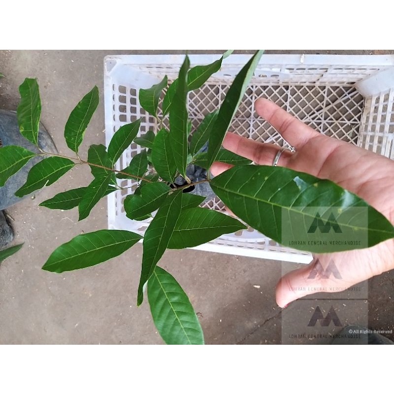 Rambutan Fruit Tree Grafted RR variety | Lazada PH