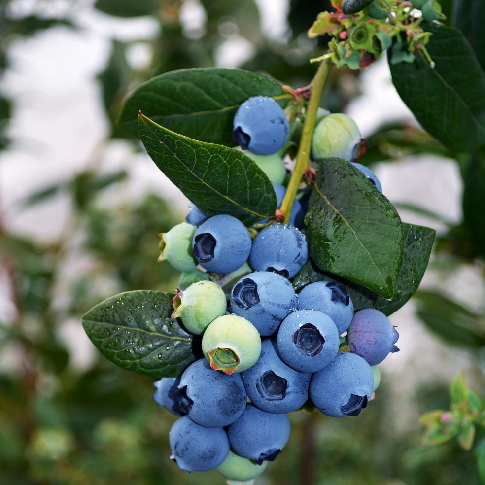 Blueberry Burst Live Plant Seedling (Dwarf-growing blueberry) | Lazada PH