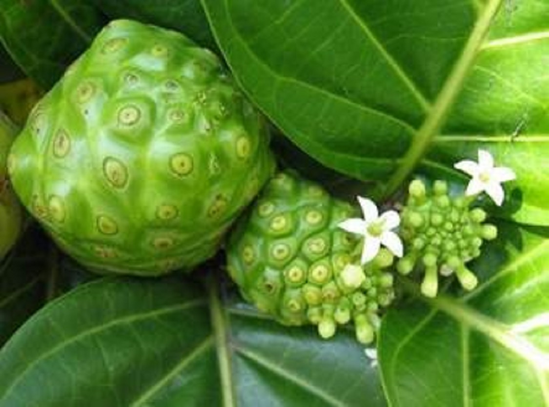 NONI FRUIT SEED`S "Morinda citrifolia" HERBS & FRUIT | Lazada PH