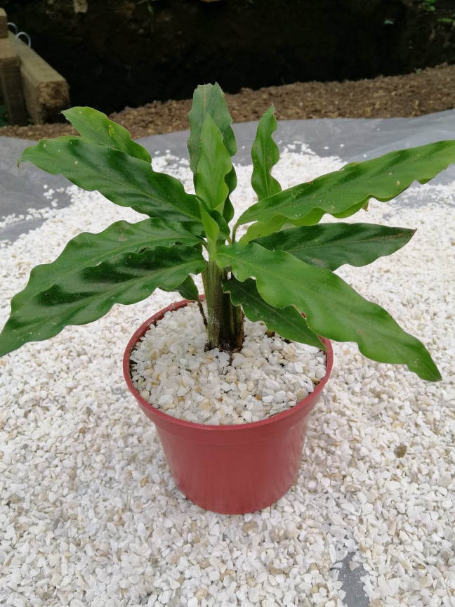 Calathea Rufibarba ‘Tropistar’ with FREE plastic pot, pebbles and ...