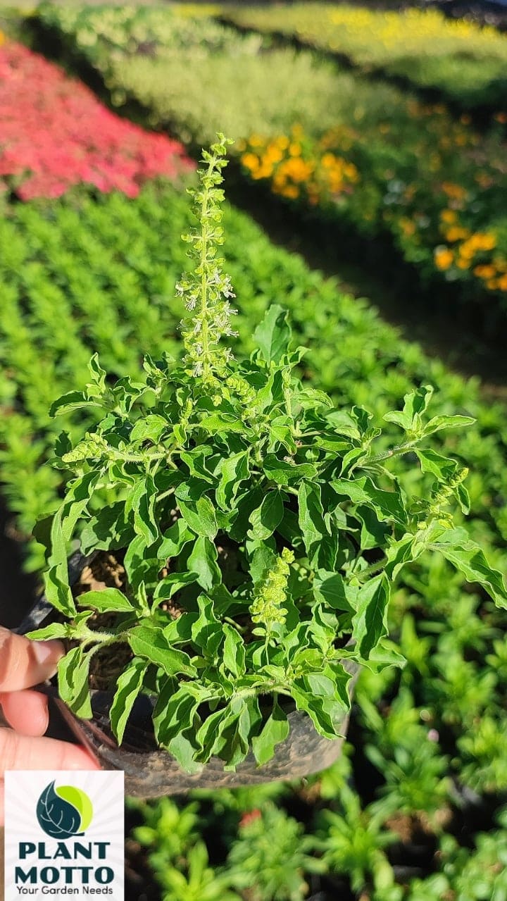 Asian Pigeon Wings Plant or 'Clitoria Macrophylla' (Live Plant) with ...