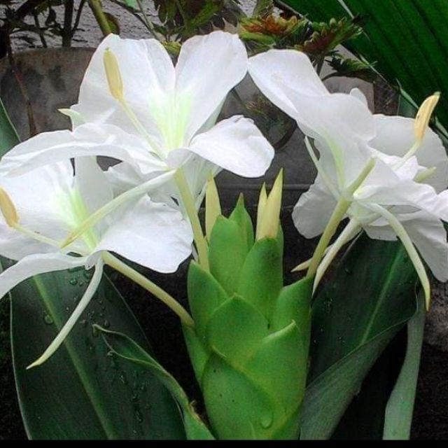 (LUZON CUSTOMERS ONLY) Sweet - Scented Camia or White Ginger / Well ...