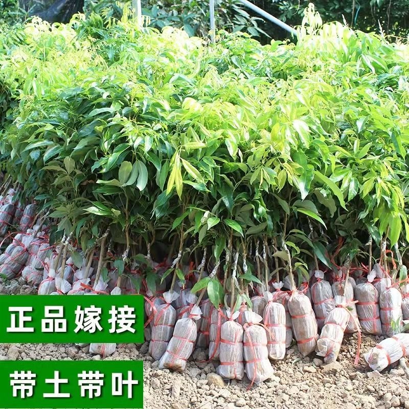 Litchi tree grafted seedling concubine laughing fairy into osmanthus ...