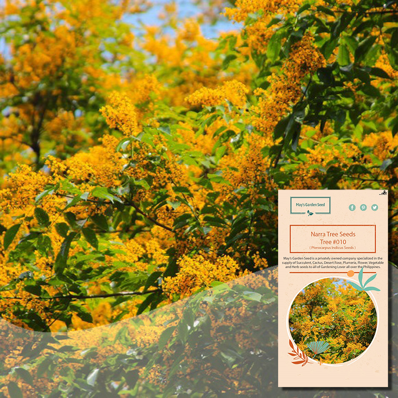 Narra Tree Seeds, Pterocarpus Indicus Seeds, Tree Seeds#010 | Lazada PH