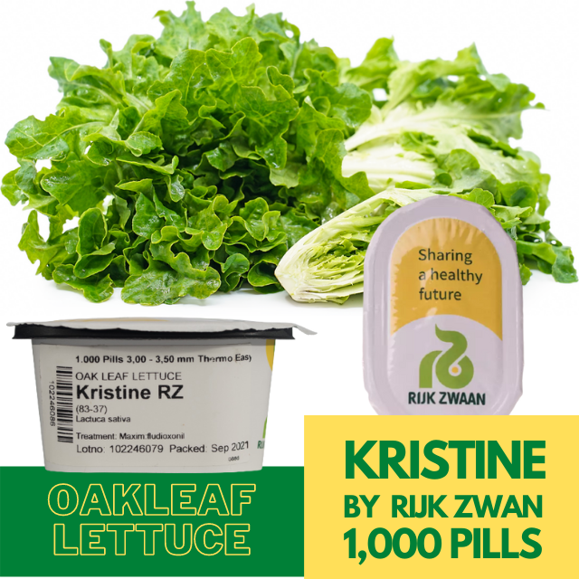 Kristine | Green Oak Leaf Lettuce Seeds | By Rijk Zwaan | Pelletized ...