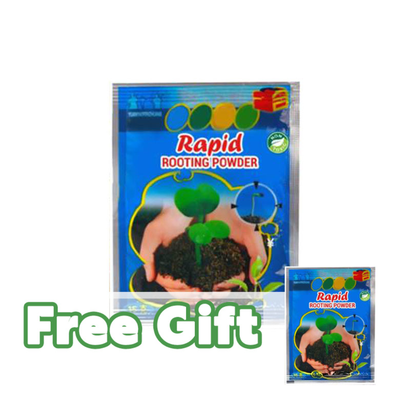 SIBUYAS / RED ONION SEEDS - (100 seeds) Red Hawk Variety | Lazada PH