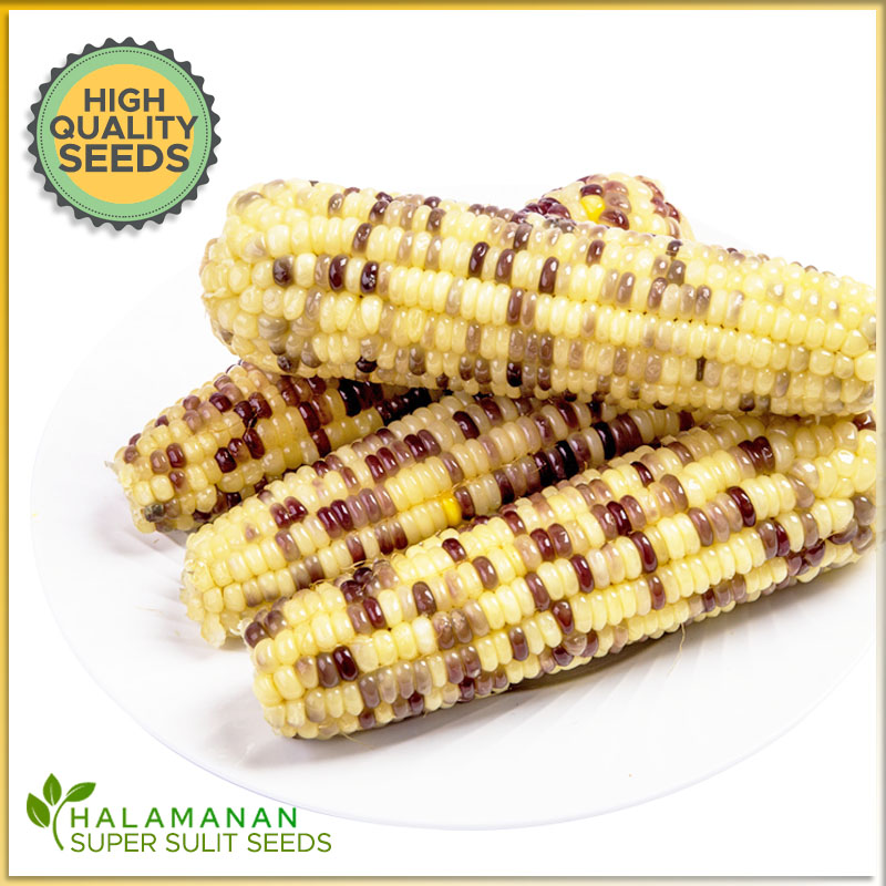 CORN - BICOLOR PURPLE AND WHITE / SWEET VARIETY VEGETABLE SULIT SEED ...