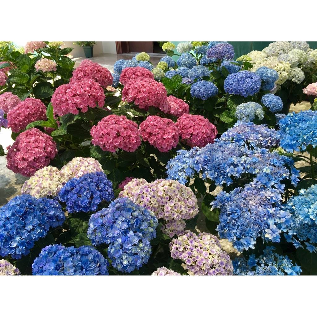 Hydrangea Flower Seeds Mixed Variety Hydra Flowers Seedbuy 1 take 1， 50 ...