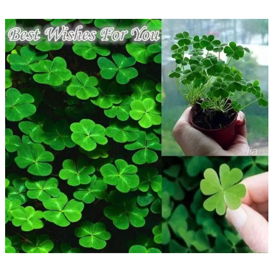 LHK 100seeds Four Leaf Grass Bonsai Seeds Clover Lucky Grass Flower ...