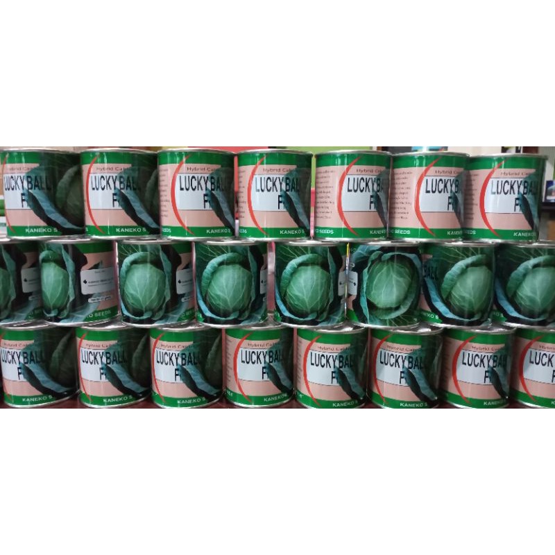 LUCKY BALL CABBAGE F1(50 GRAMS) BY KANEKO SEEDS | Lazada PH