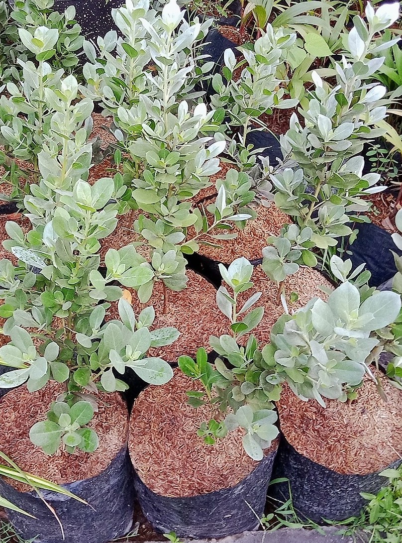 Silver Buttonwood Plant | Lazada PH