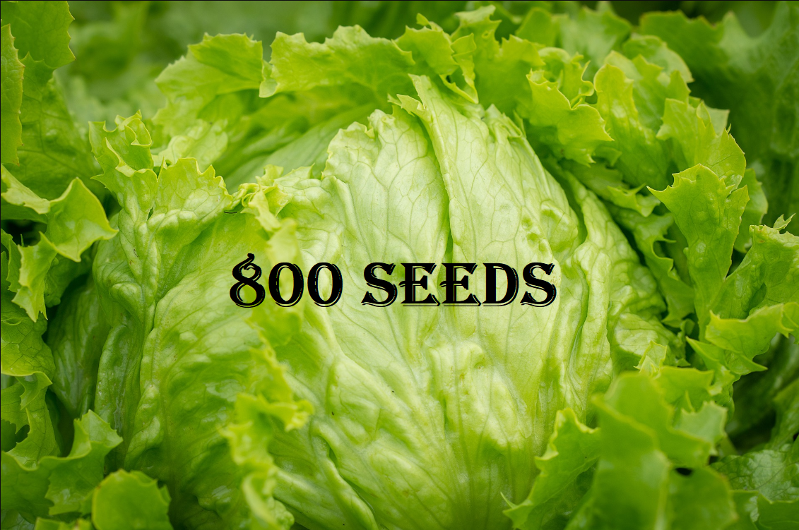 lettuce / litsugas seeds - 20pesos per pack - condor seeds - plant ...