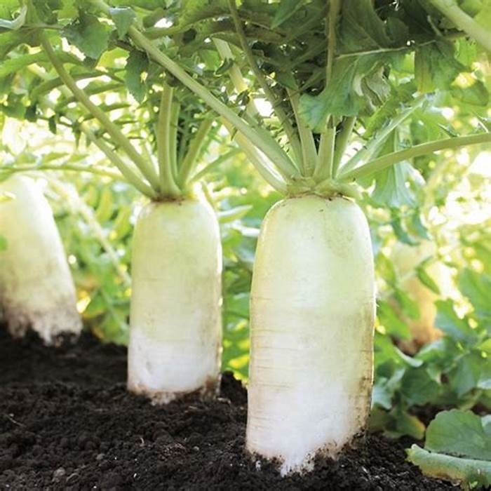 Radish Seeds (White lady Variety) | Lazada PH