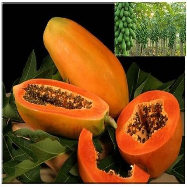 Papaya Tropical Papaya Seeds High Germinate Heirloom variety (10/20/30 ...