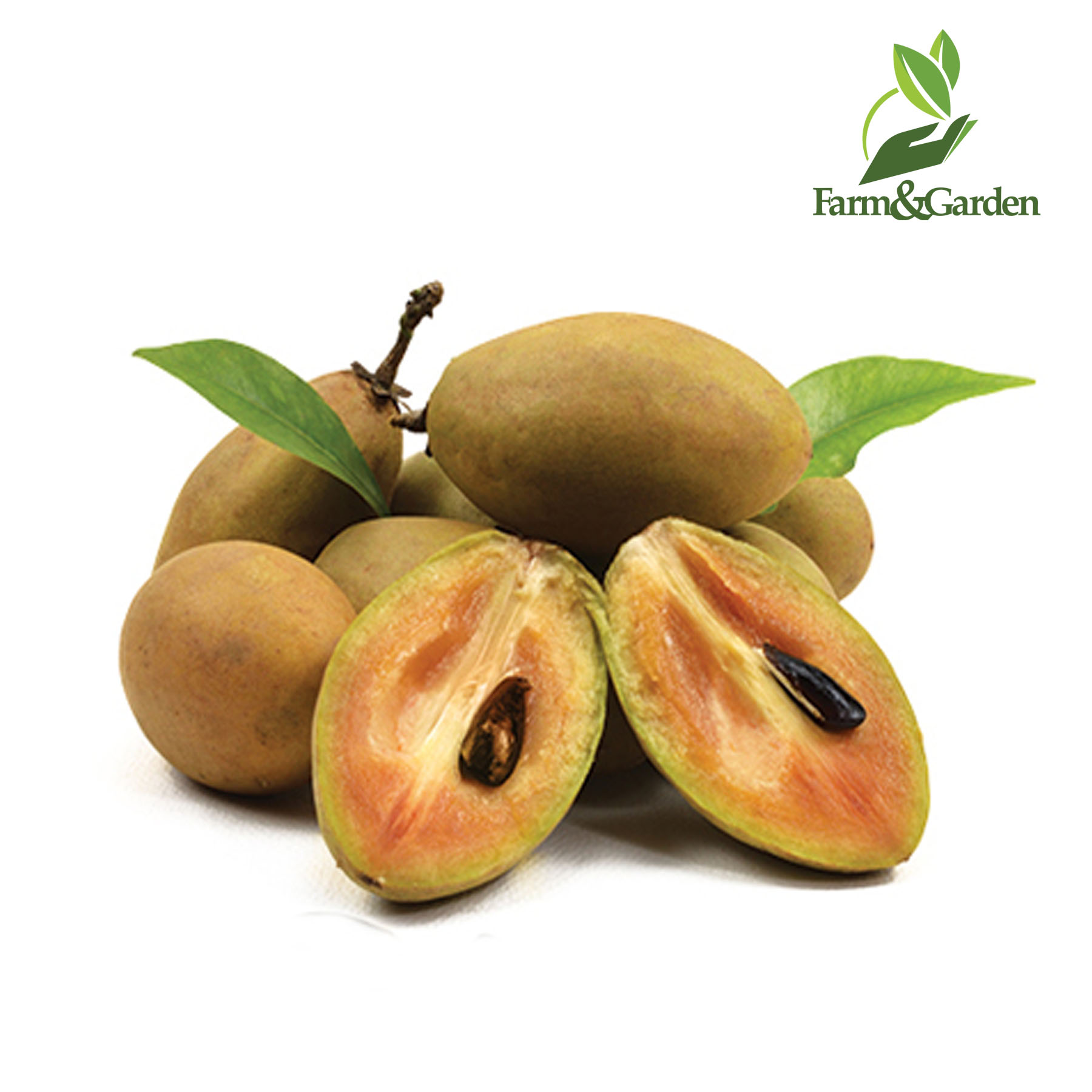 Chico - 10 seeds per pack | Lazada PH