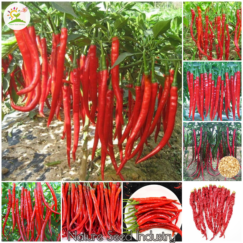 [Easy To Grow] Long Chilli Seeds for Planting (50 seeds/pack)丨Biji ...