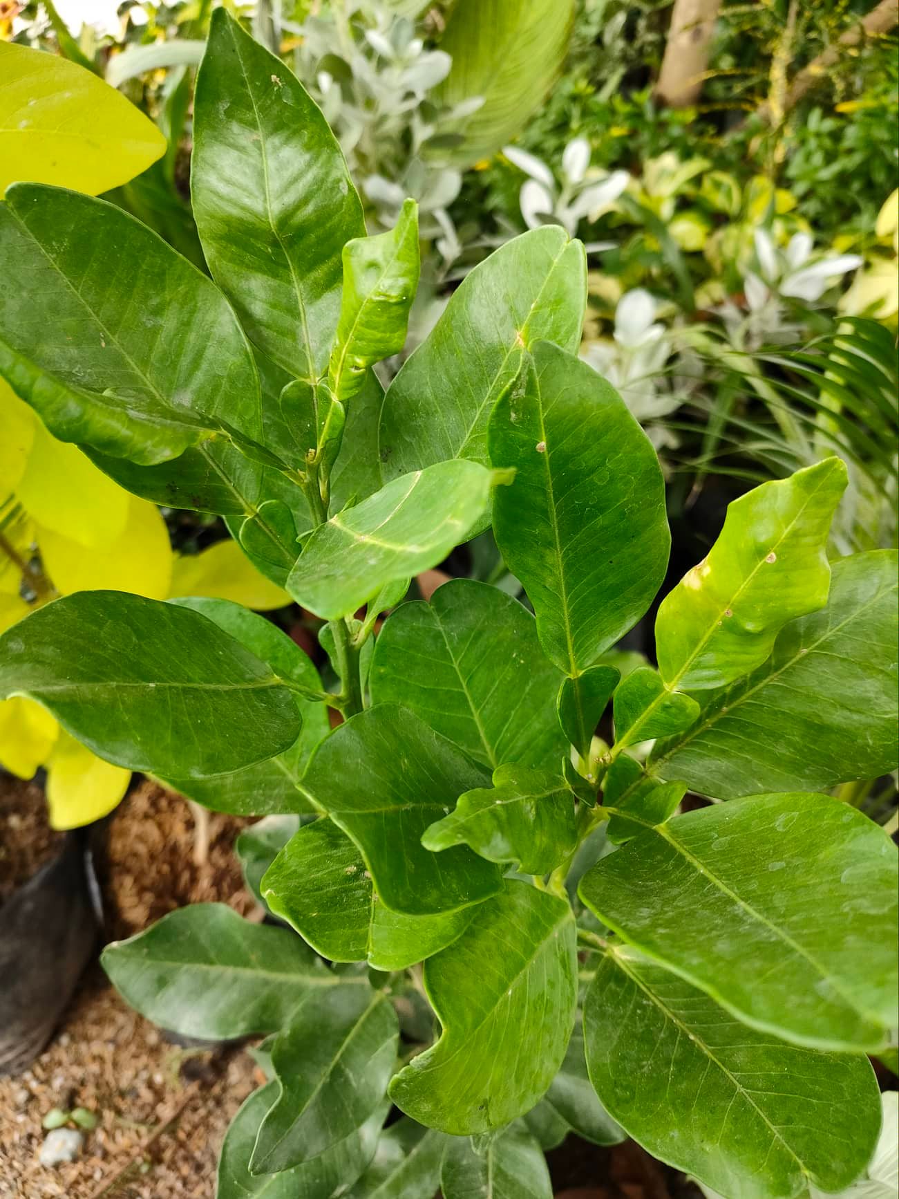 POMELO OR SUHA DAVAO- MARCOTED SUHA -FRUIT BEARING TREES-READY TO PLANT ...