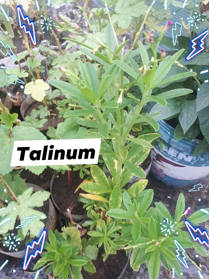 10 pcs. talinum cuttings | Lazada PH
