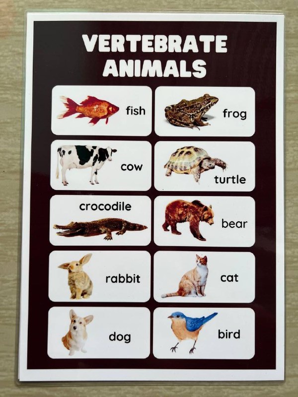 Educational learning chart for kids Laminated A4 Size SCIENCE | Lazada PH