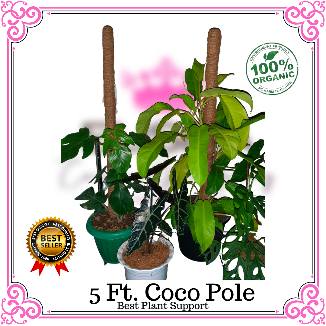 🌱 ELISHA l 1 pc.5ft Coco Pole BEST for Monstera And Pothos Fast ...