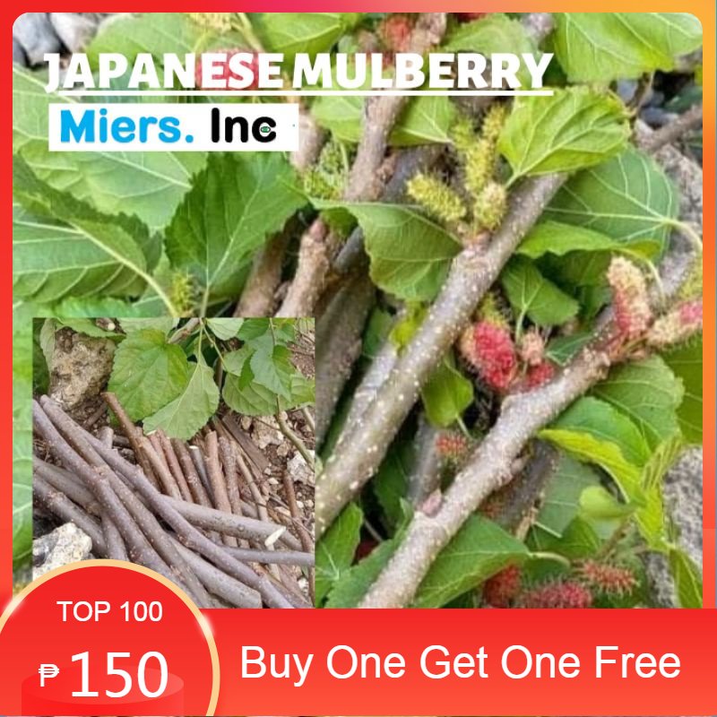 [Buy One Get One Free] Mulberry Hybrid Australian Seed | Lazada PH