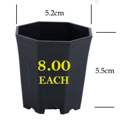 Mini Octagon Pot 5.2cm x 5.5cm | Lazada PH