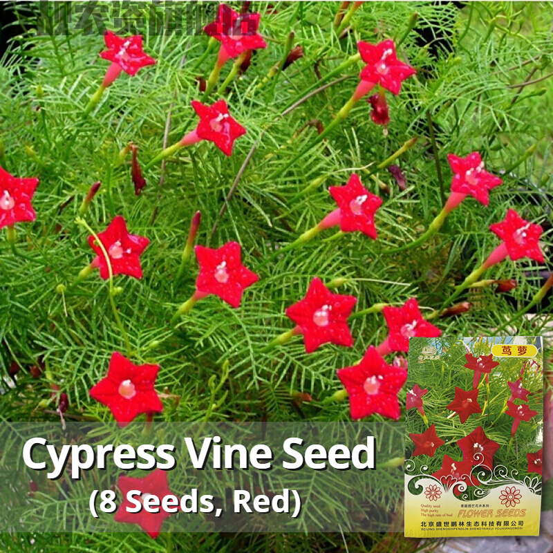 High Quality Red Cypress Vine Plant Seeds (8 Seeds) Ipomoea Quamoclit Pennata Bonsai Seeds for ...