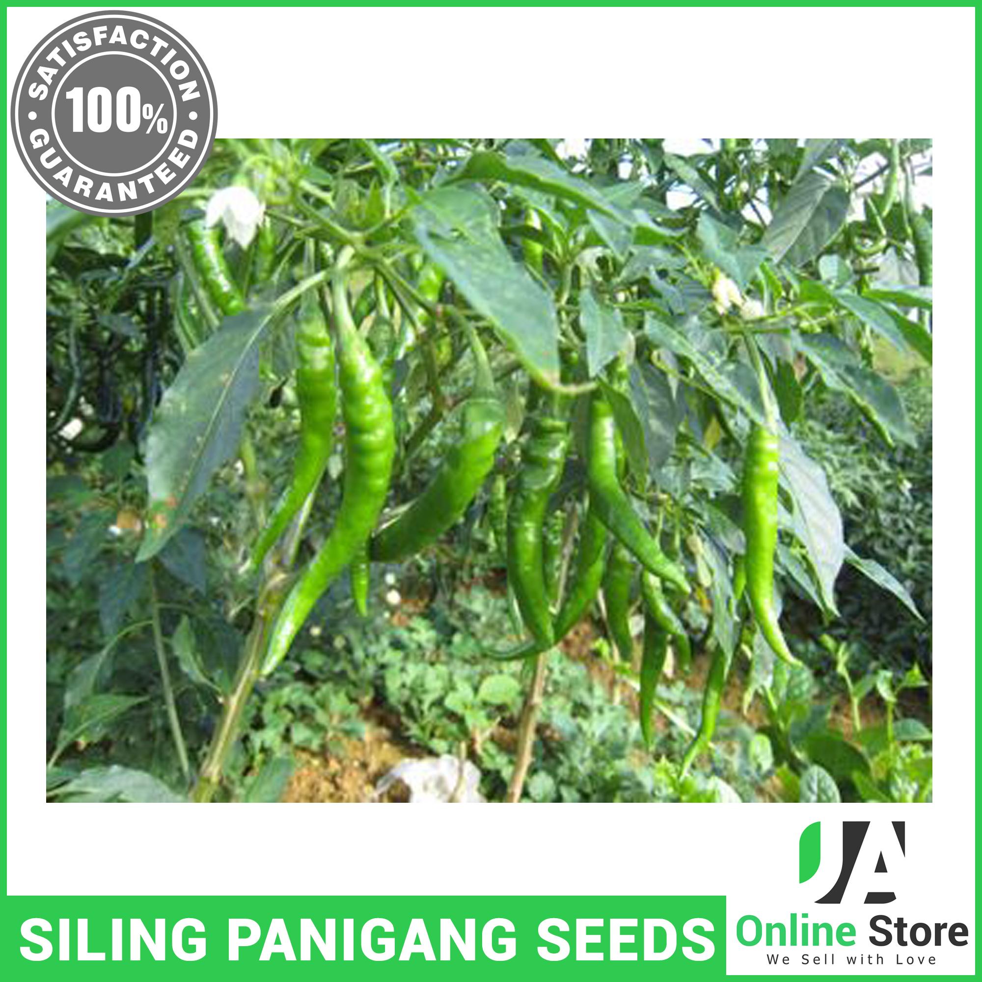 Premium Siling Panigang Seeds | Lazada PH