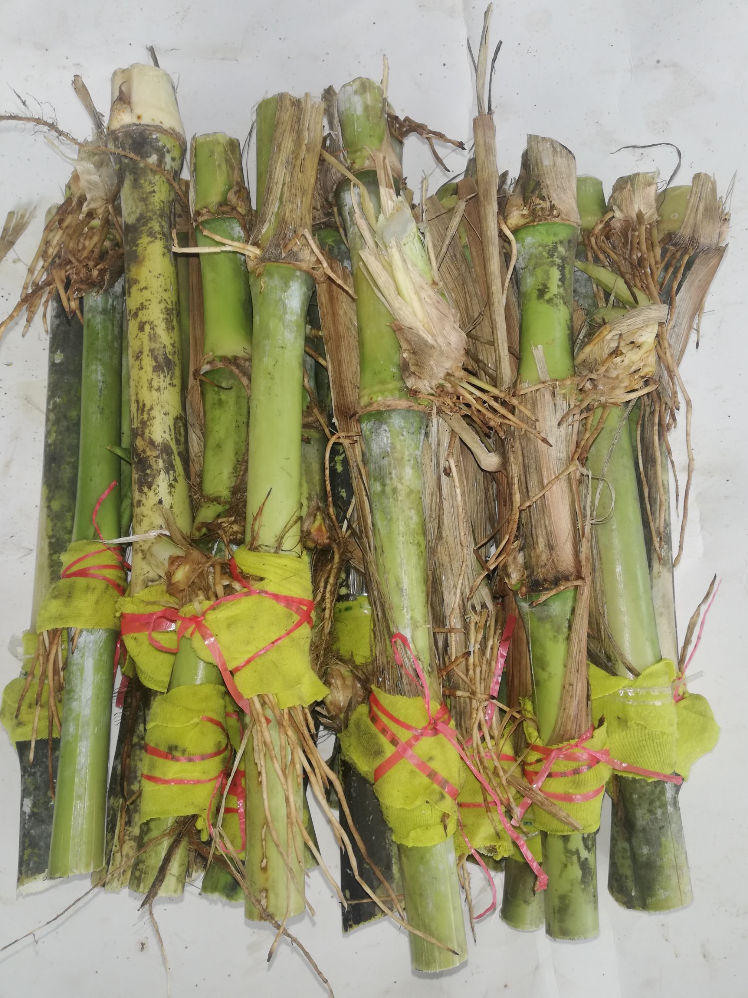 SUPER NAPIER GRASS /PACHONG HAY GRASS / CUTTINGS( ready for planting ...