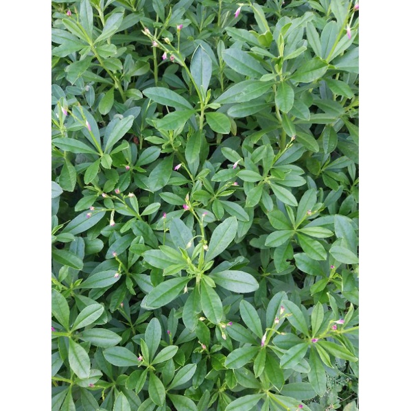 50 pcs seeds Talilong/Talinum/Water Leaf/Philippine Spinach live plant ...