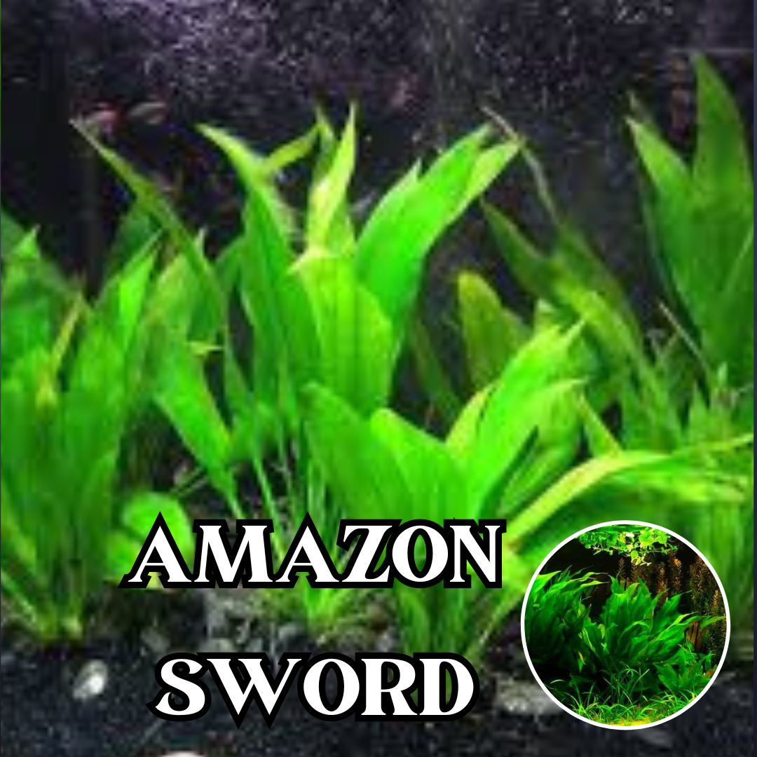 Amazon Sword [sold per 5 Bulbs] - Low Tech Aquatic Plants | Lazada PH