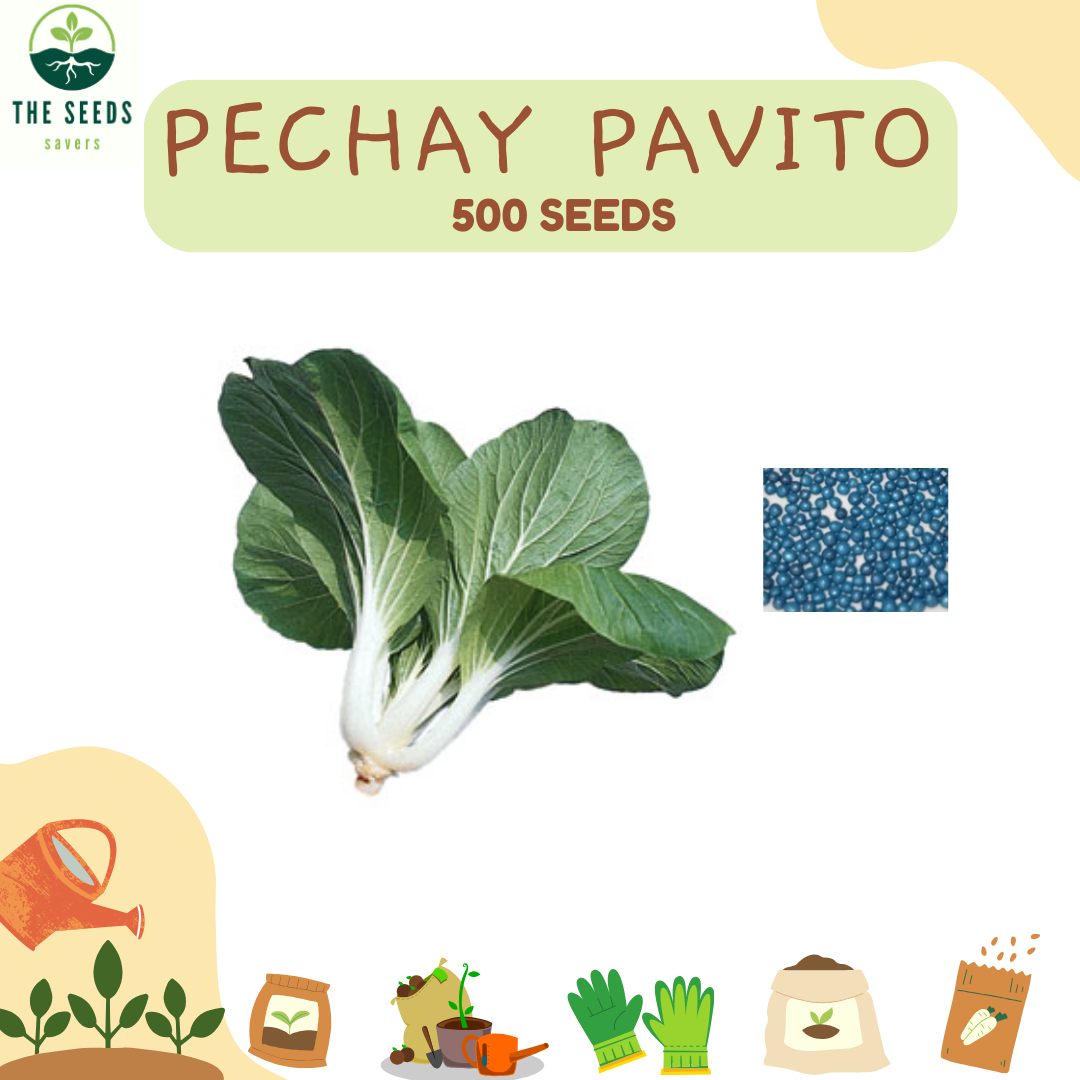 PECHAY SEEDS(Repacked) - Mustasa Pechay Packhoi | Lazada PH