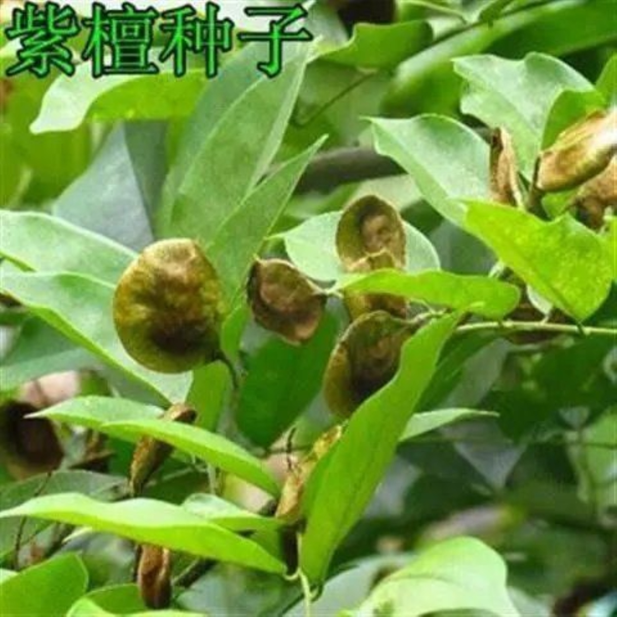 Sale of Indian rosewood tree seed lobular rosewood preferential ...