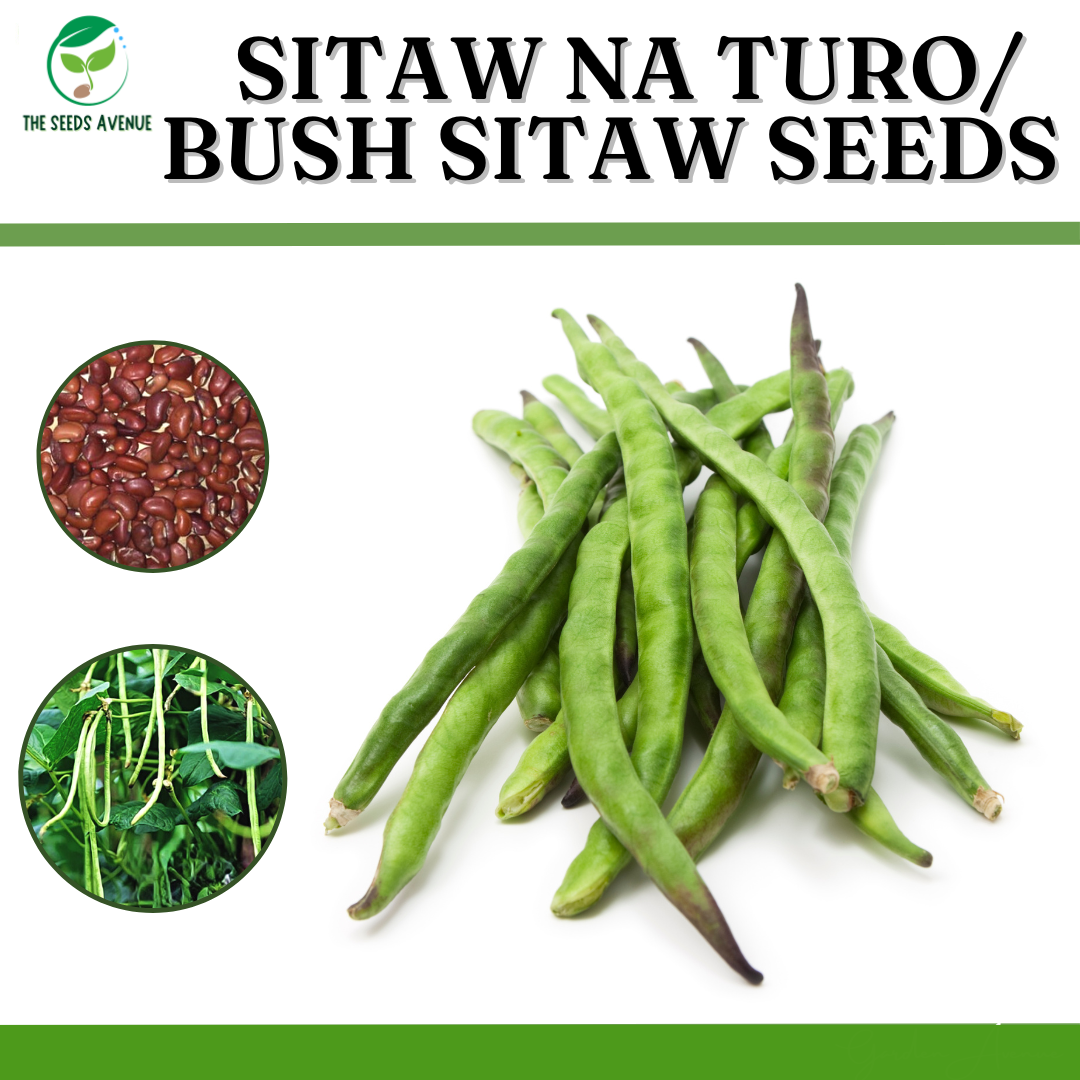 SULIT PACK! SITAW NA TURO/BUSH SITAW/LOS BANOS VARIETY (10 pcs seeds ...