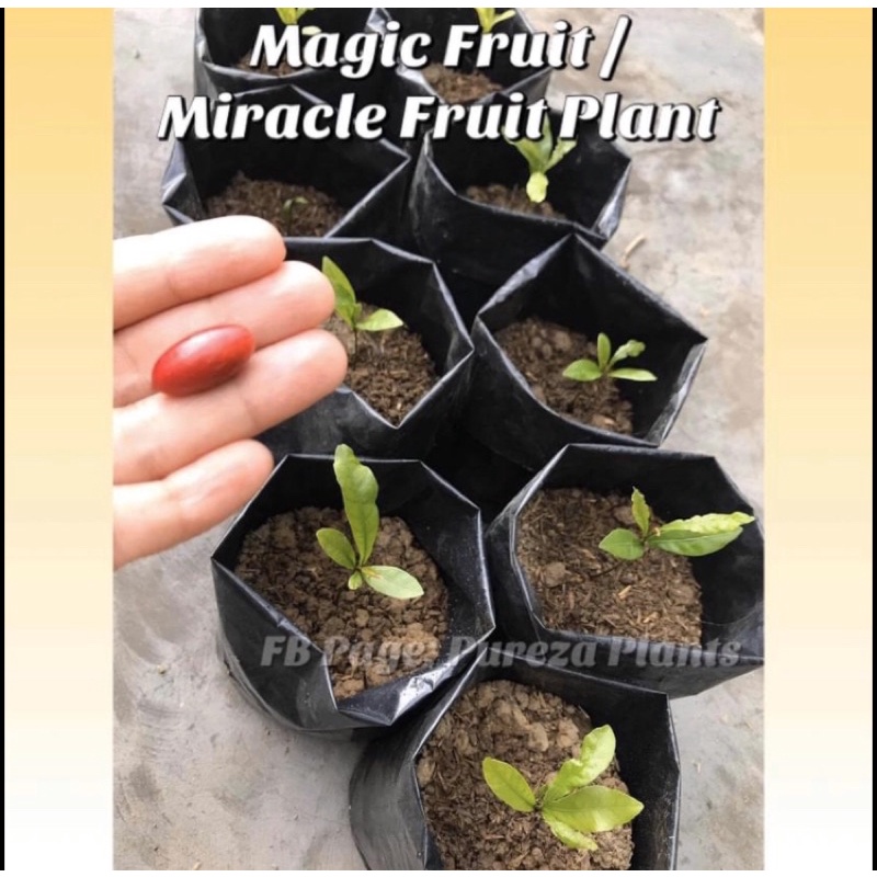 50Pcs Magic Fruit Live Rooted Plant (Seedling) | Lazada PH