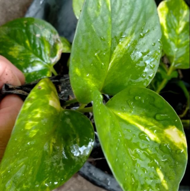 GOLDEN POTHOS MONEY PLANT #HOUSEPLANT LIVE PLANT ROOTED ESTABLISH ...