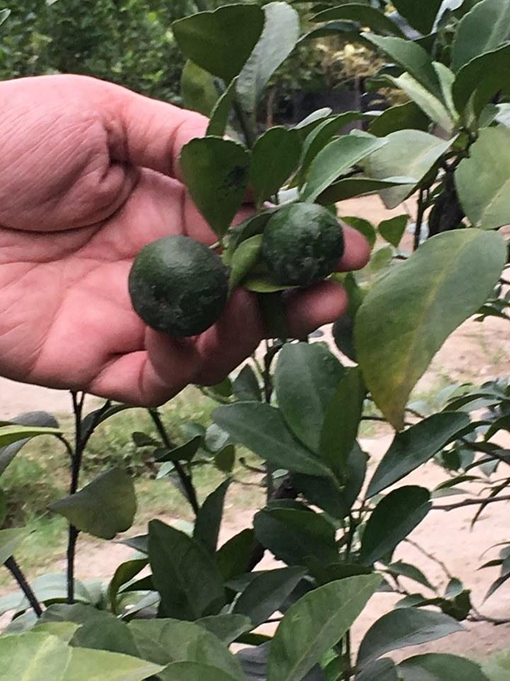 Kiat Kiat tree (3.5 ft) | Lazada PH