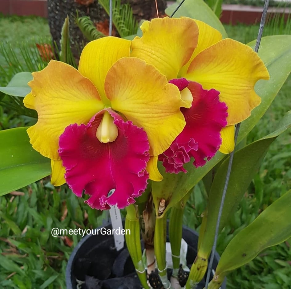 Cattleya Red Yellow Orchids without flower and FREE white plastic pot ...
