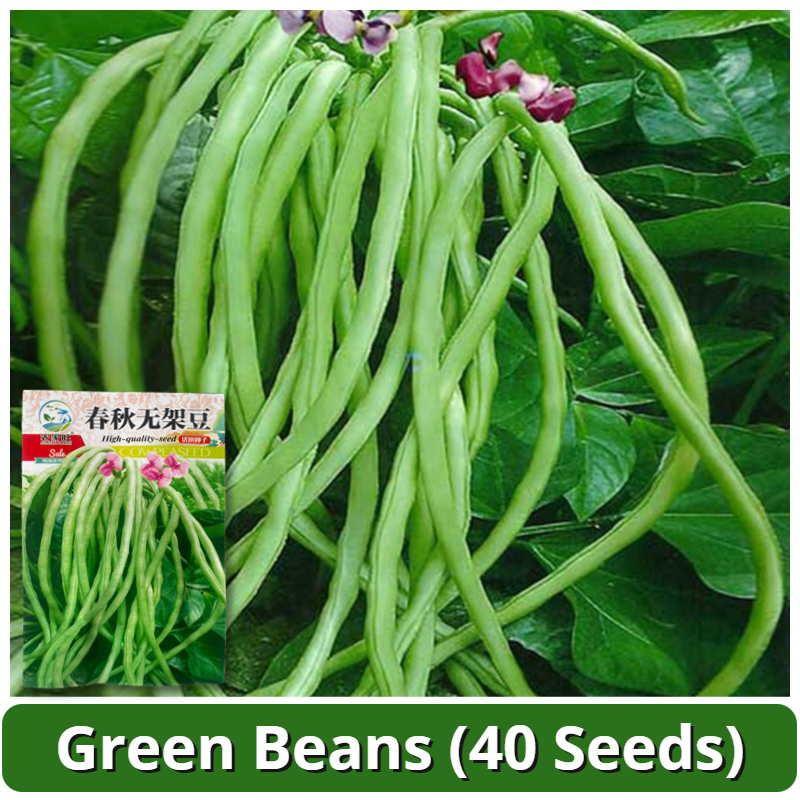 High Yield Green Dwarf Long Bean Seeds (40 Seed) 无架长豆种子 Benih Kacang ...