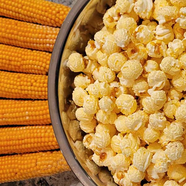 Mushroom Popcorn Seeds Rare Popcorn Seeds Heirloom Popcorn Seeds ...