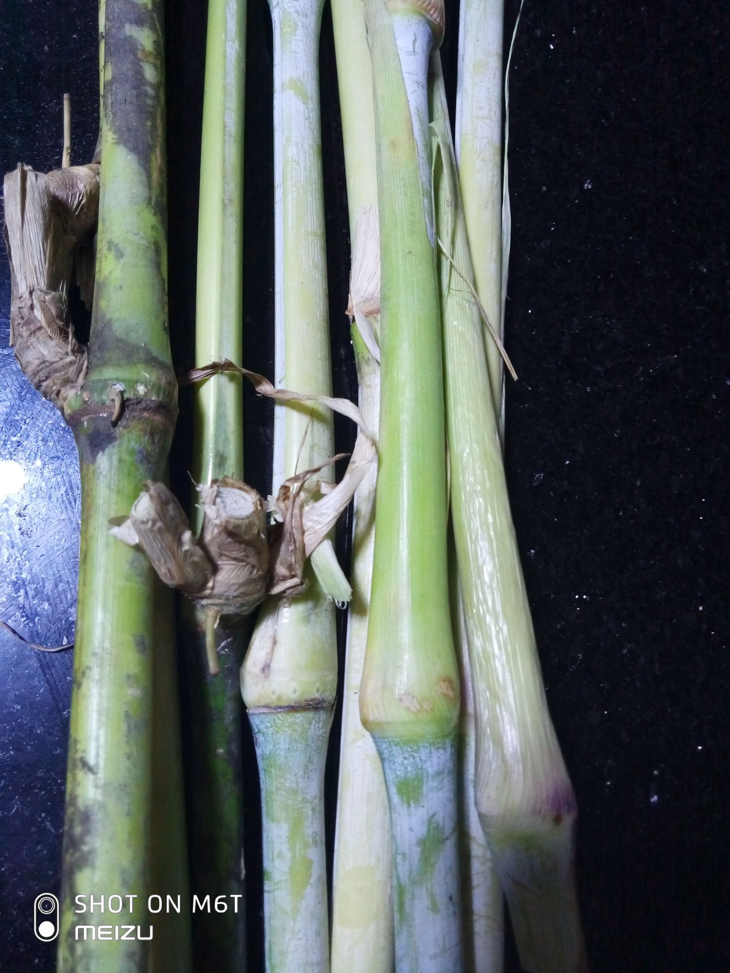 Napier grass cuttings 15pcs | Lazada PH