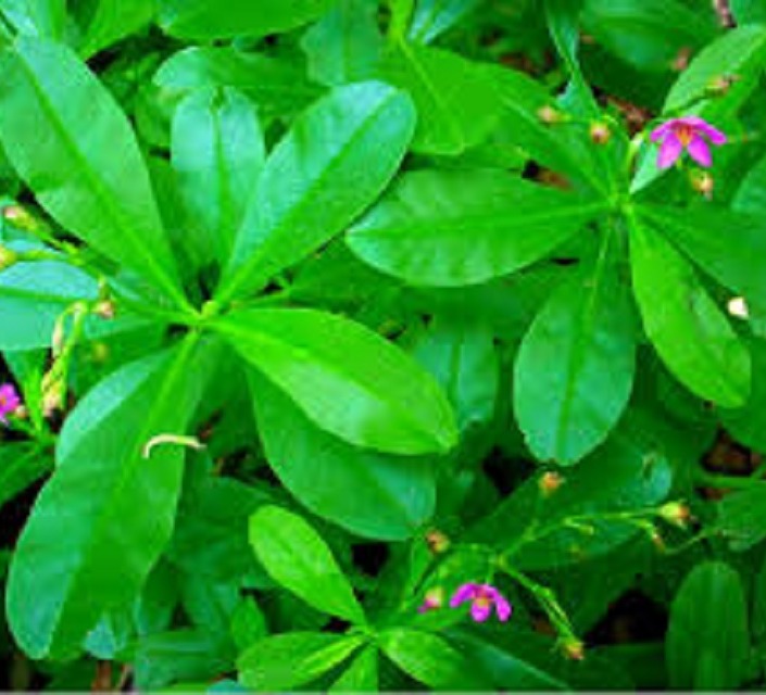 KULITIS SEED`S " PHILIPPINE SPINACH" TALILONG | Lazada PH