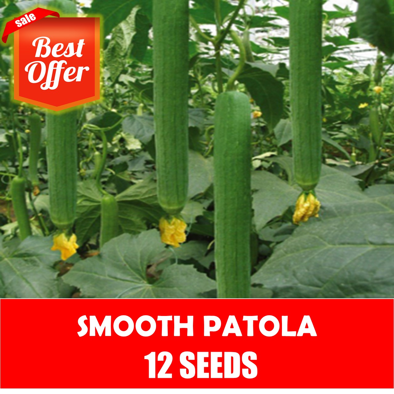 Patola Smooth Seeds - Vegetable Seeds | Lazada PH