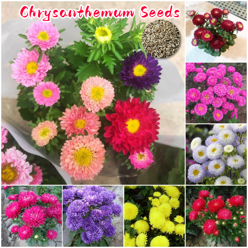 [100% Original] 150pcs Mixed Color Chrysanthemum Flower Seeds for ...