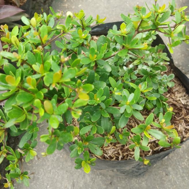 Bucida Plant | Lazada PH