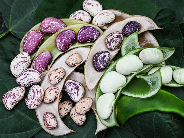 PATANI BEAN / LIMA BEAN (5 seeds) - Vegetable Seeds | Lazada PH