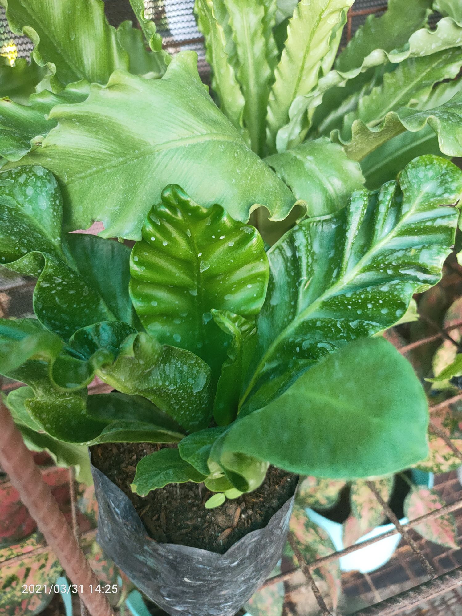 Cobra Fern(Rare Plant) | Lazada PH